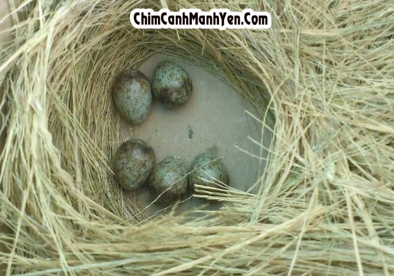 CHÍCH CHÒE THAN - Cách chăm sóc, gột bổi và ghép sinh sản