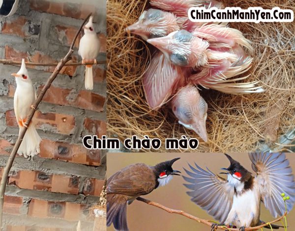 CHIM CHÀO MÀO - Hướng dẫn nuôi và ghép sinh sản