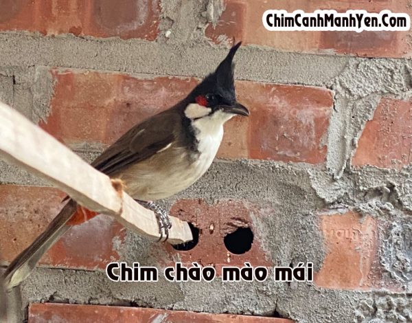 PHÂN BIỆT CHÀO MÀO TRỐNG MÁI - Đơn giản chính xác nhất