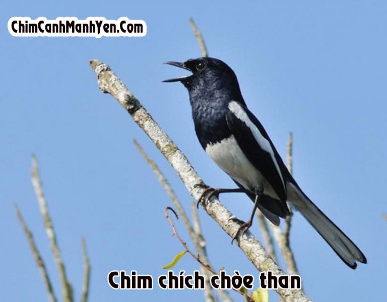 CHÍCH CHÒE THAN - Cách chăm sóc, gột bổi và ghép sinh sản